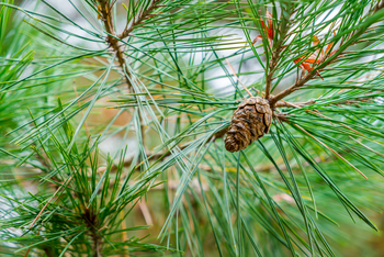 The centuries-old history of the Siberian pine | Siberian Pines in USA