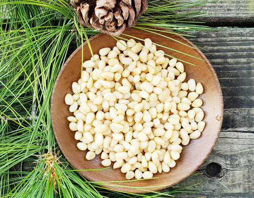 Can good pine nut oil be cheap? | Siberian Pines in USA