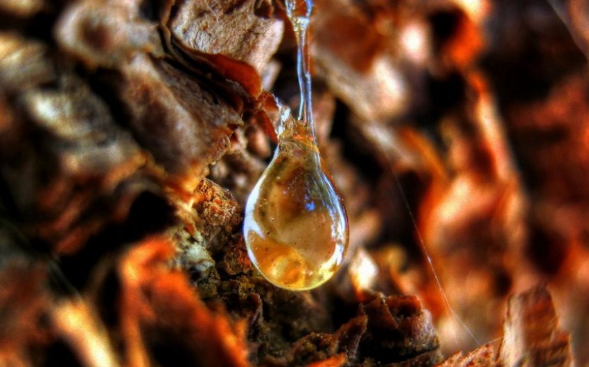 Components of pine resin: review of health benefits - Siberian Pine Nut Oil